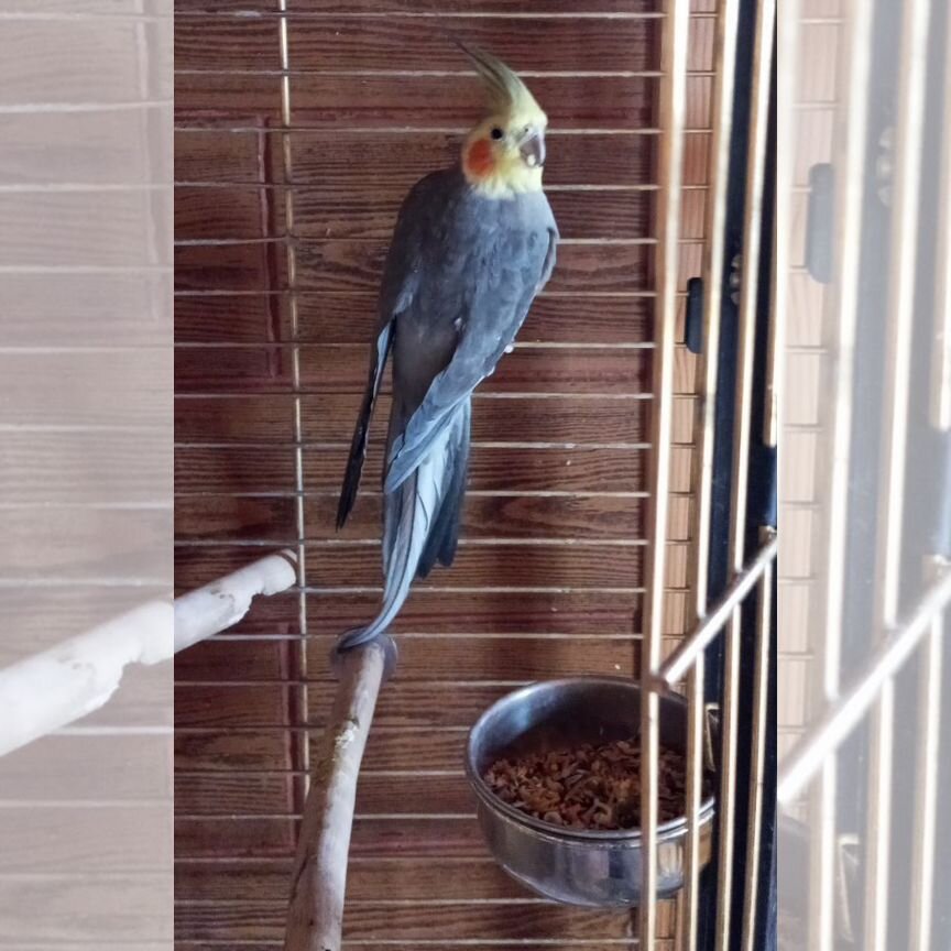 Попугай корелла