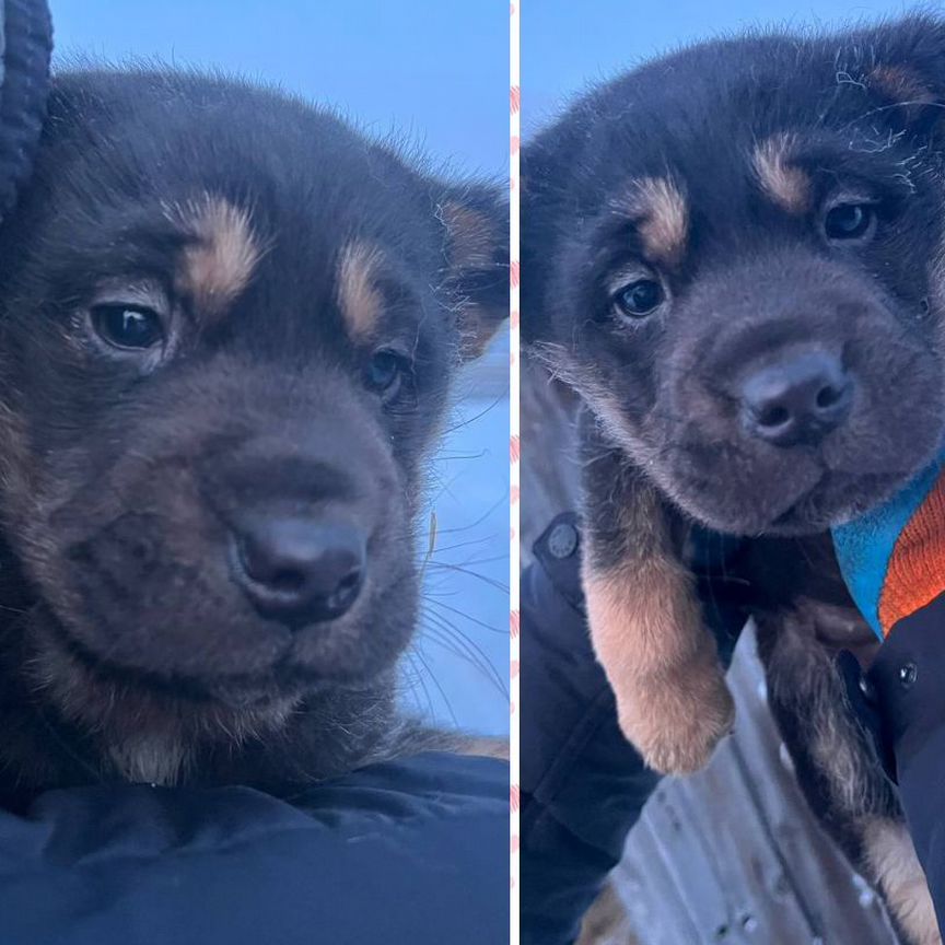 Щенок в добрые руки