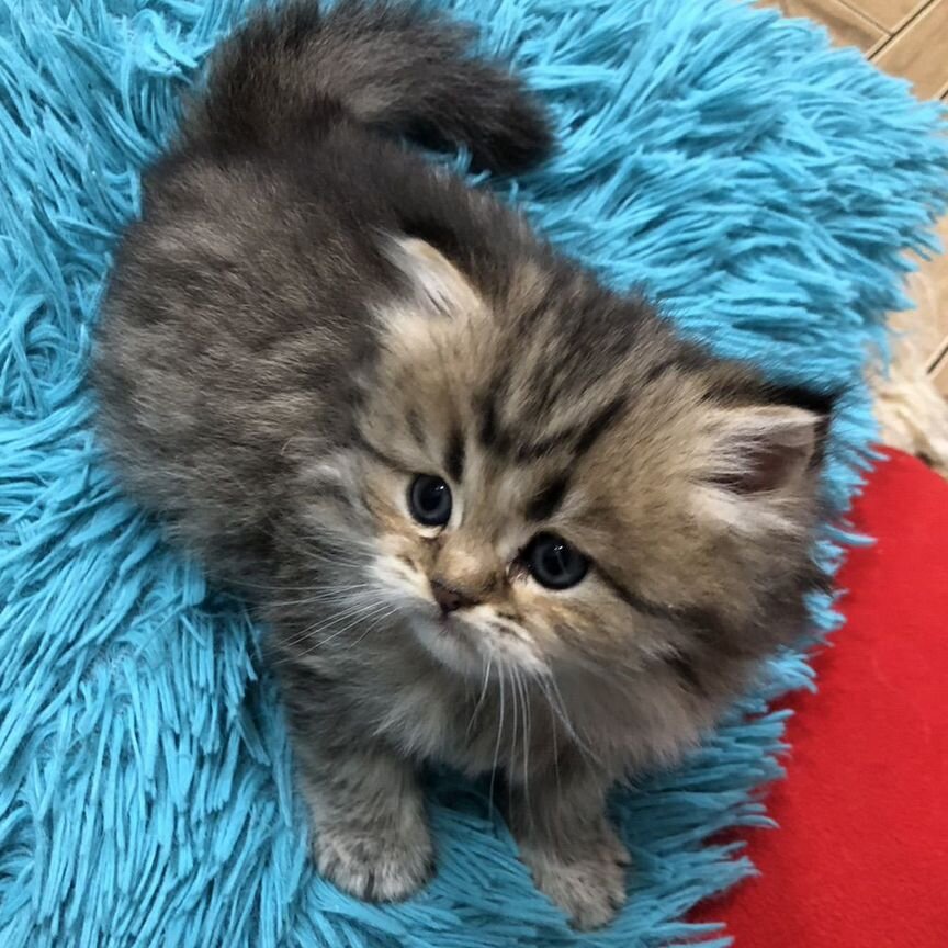 Шотландские вислоухие