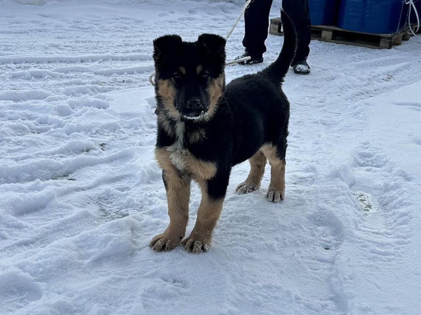 Овчаристый мальчик ищет дом