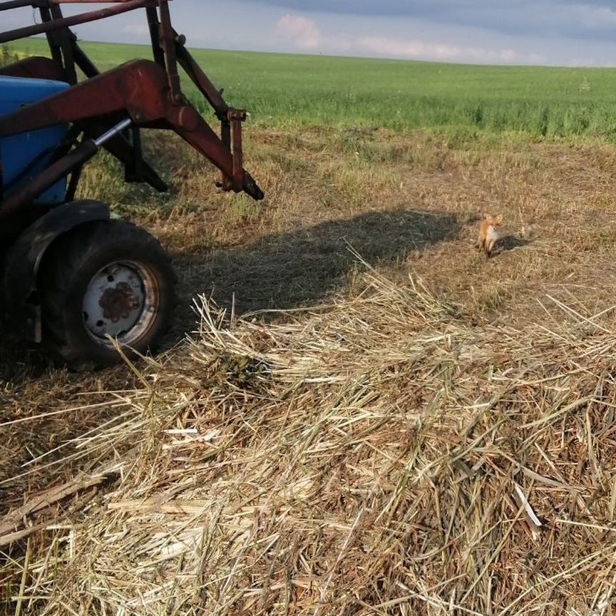 Продам сено в рулонах