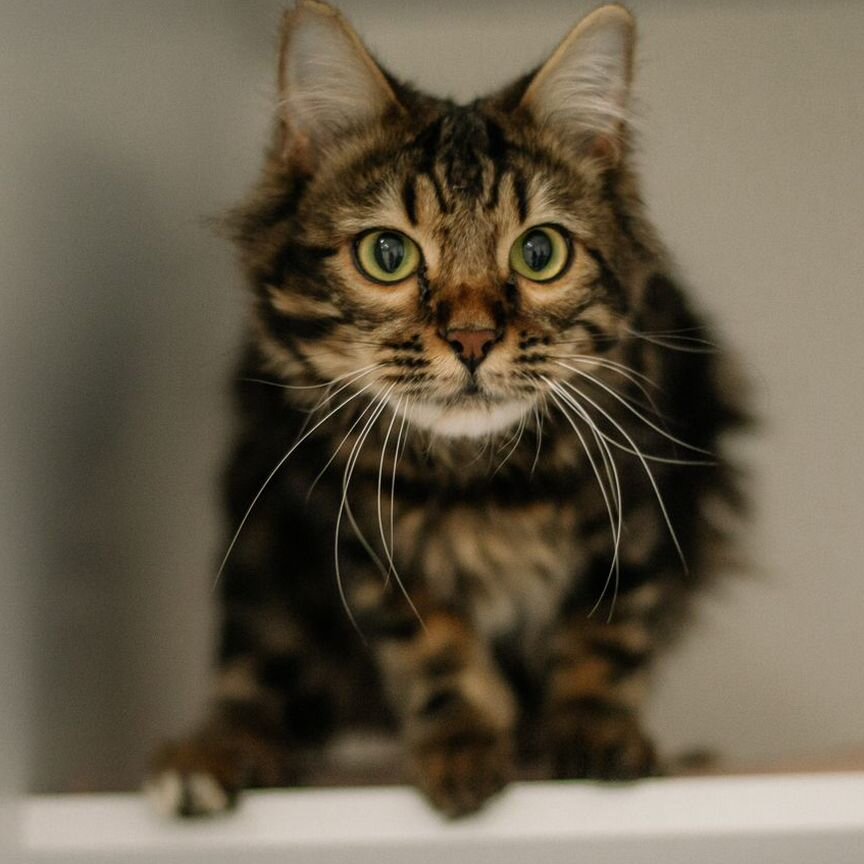 Бенгальская кошка, взрослая