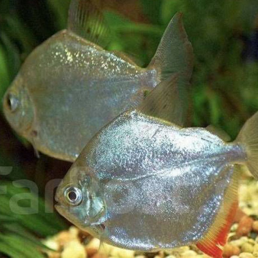 Аквариумные рыбки