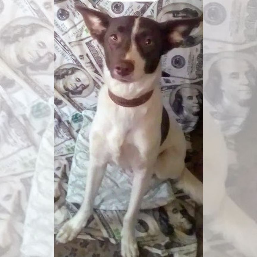 Взрослая собака в добрые руки