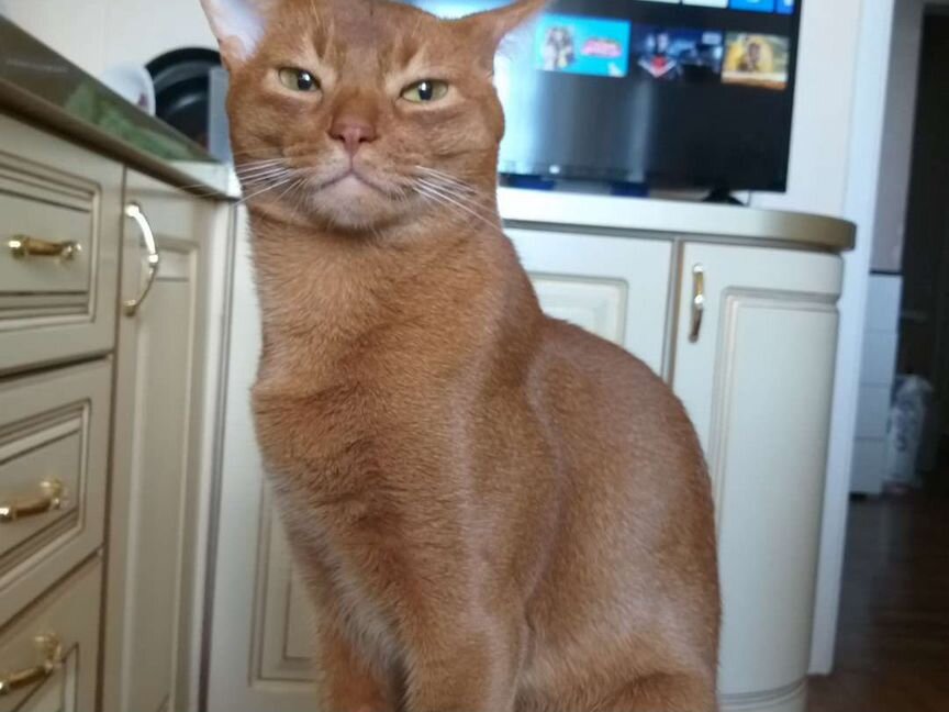 Абиссинский кот вязка