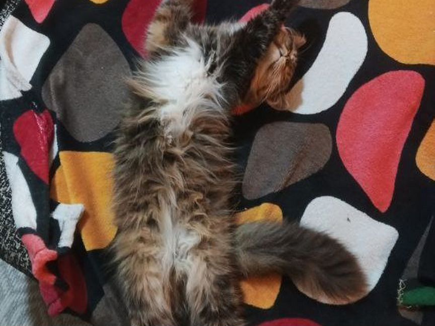 Кошечка в добрые руки. Зовут Ляля