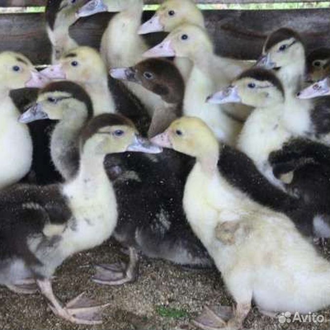 Продаются индоутята