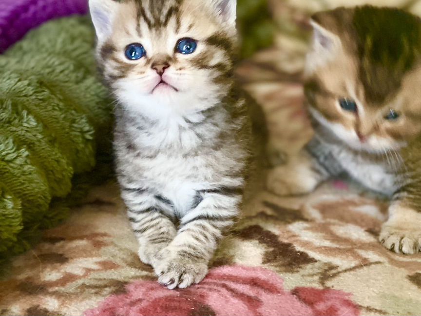 Разноцветная компания