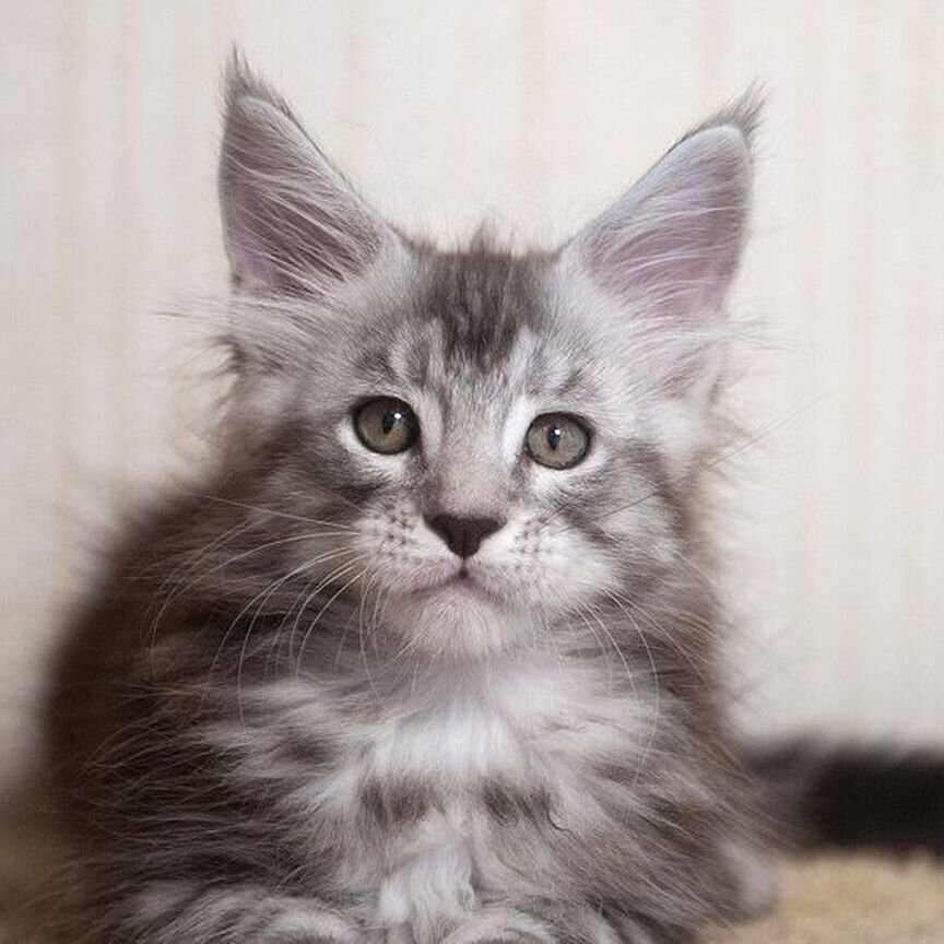 Котятки мейн кун, табби на серебре