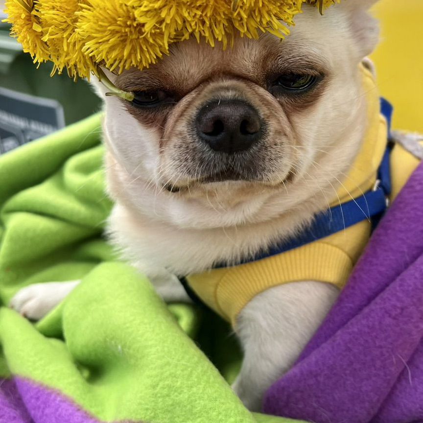 Ищем девочку для собаки