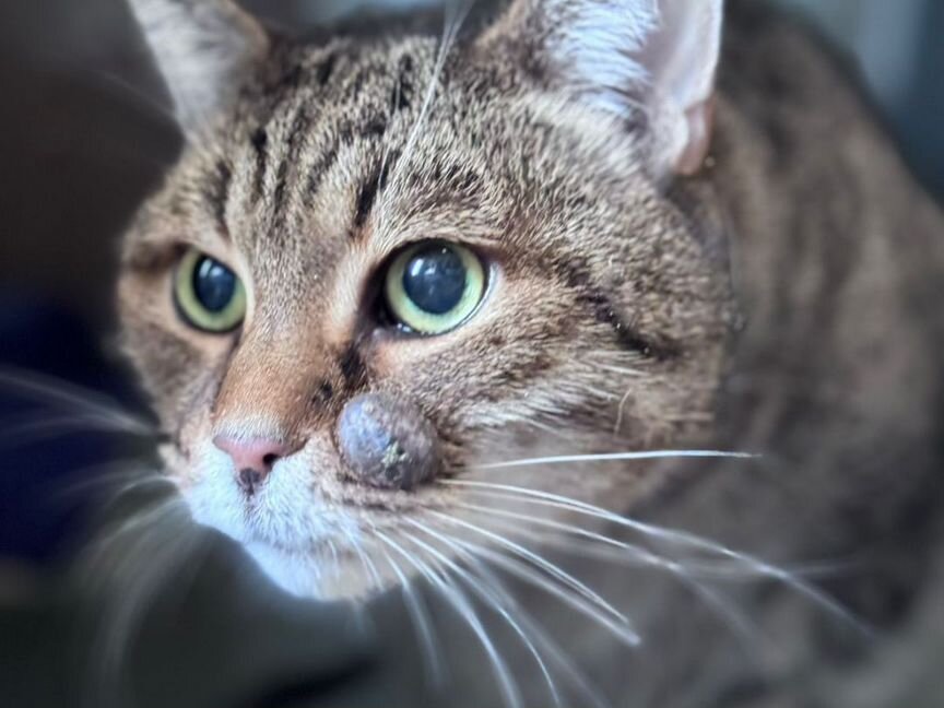 Котик болеет