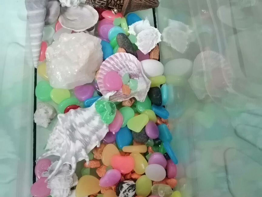 Аквариум 8 литров. Две рыбки и куча ракушек