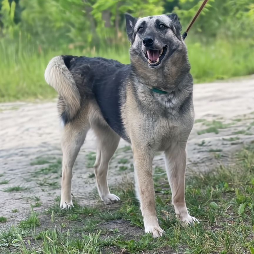 Взрослая собака в добрые руки