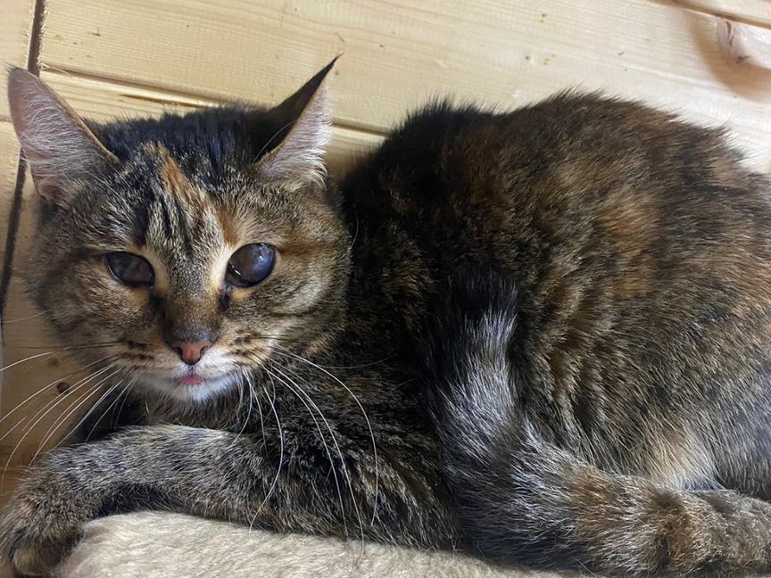 Кошки в добрые руки бесплатно