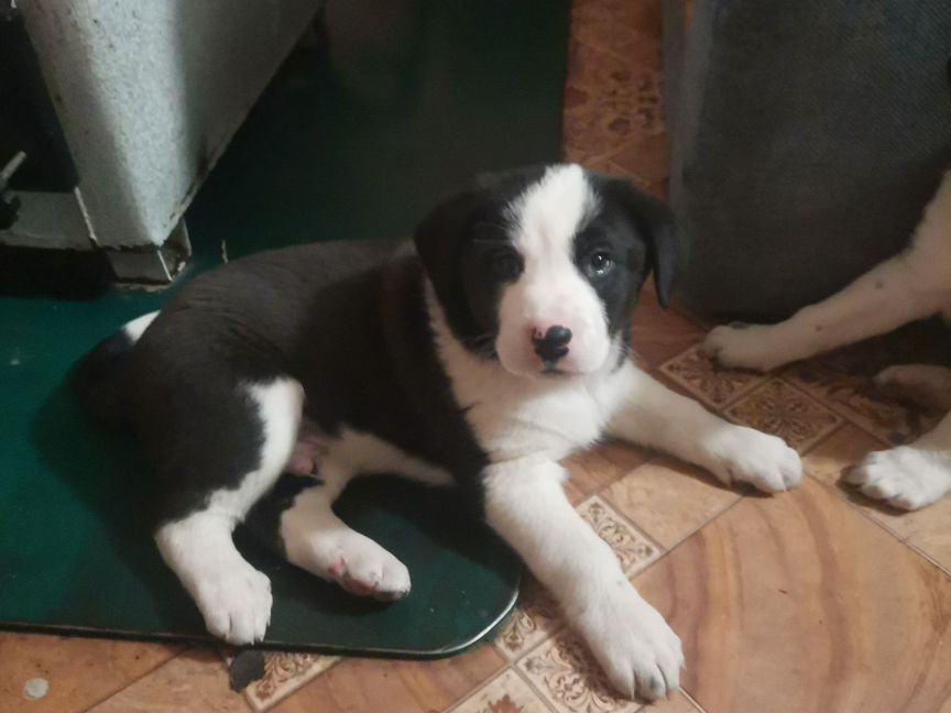 Отдам в добрые руки, щенков крупной породы