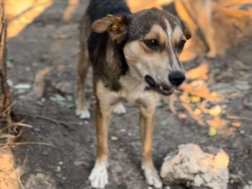 Собака стерильная