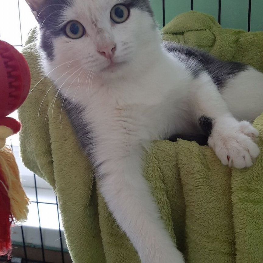 Котики бесплатно