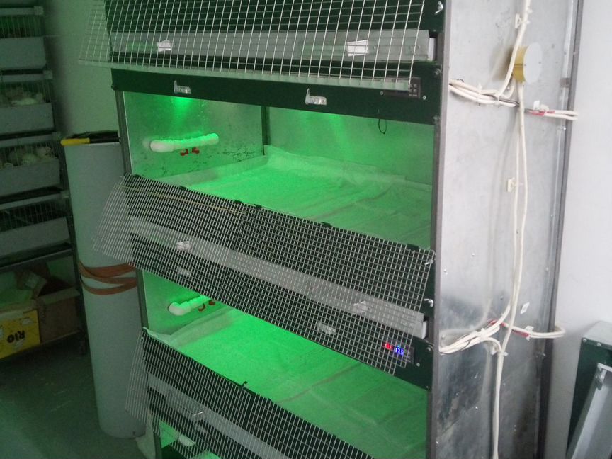 Брудер многоярусный для перепелов и кур