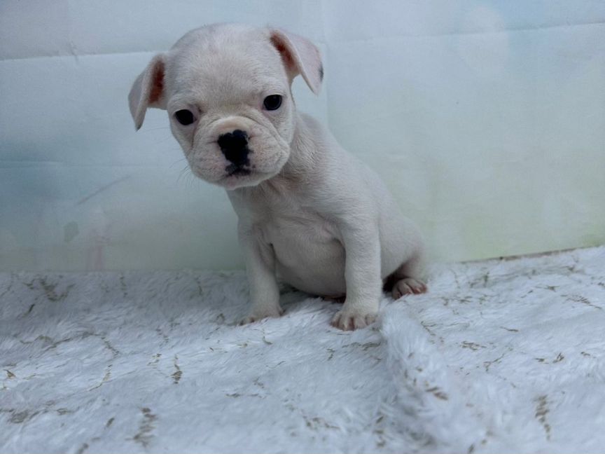 Эксклюзивный малыш бульдожка