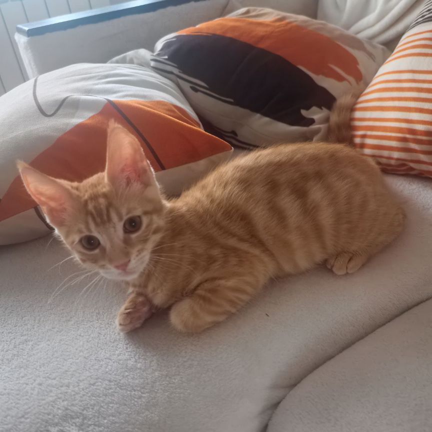 Мейн-кун котёнок