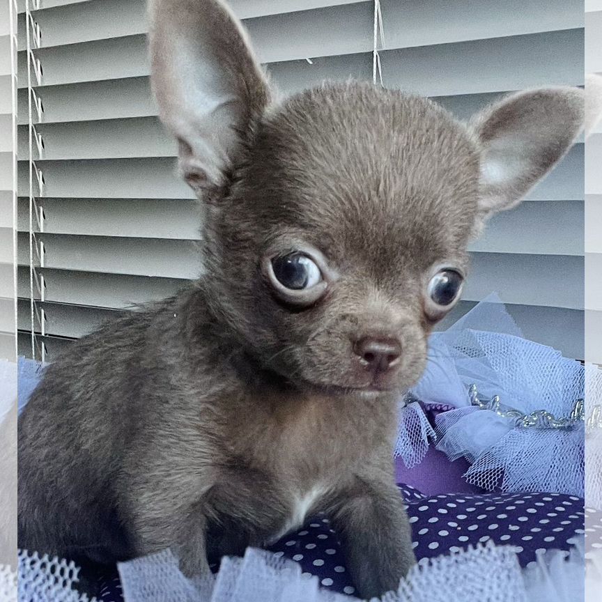 Чихуахуа Супер Мини Лиловый