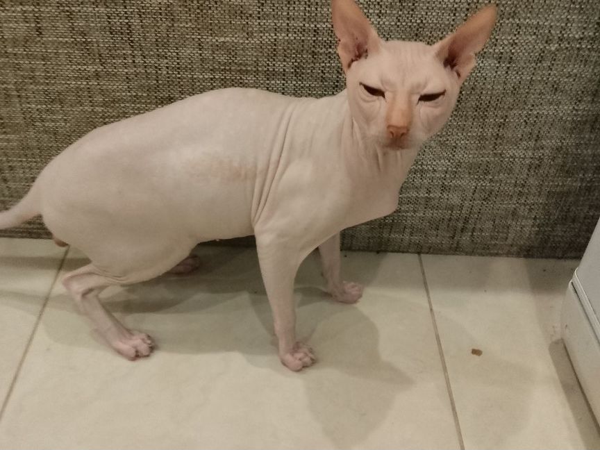 Донской сфинкс