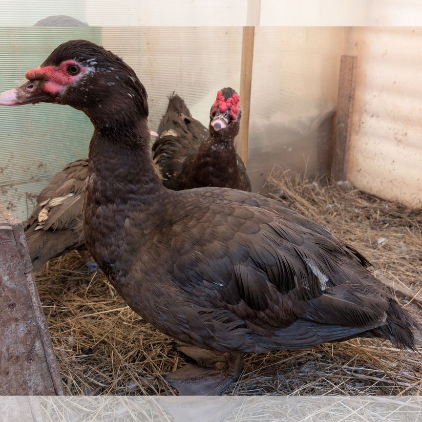 Селезень индоутки