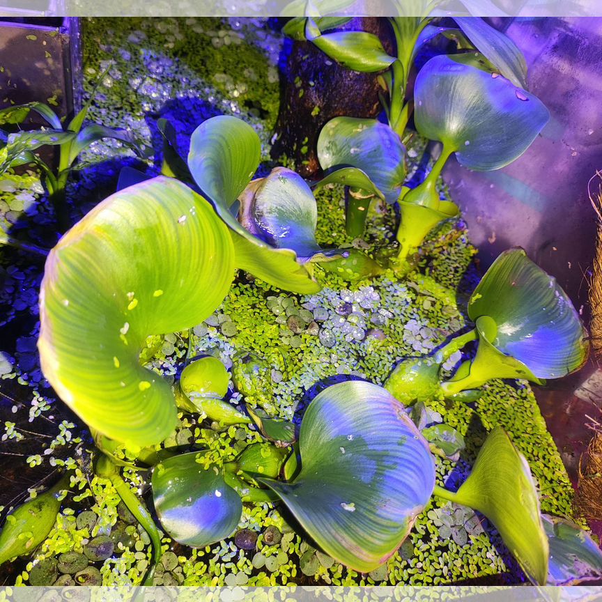 Аквариумные растения