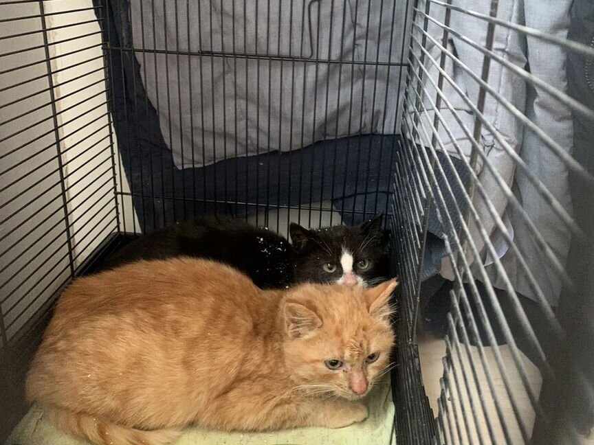 Котята ищут дом