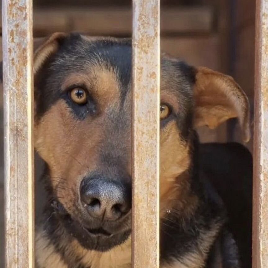 Крутой Тайгер из приюта