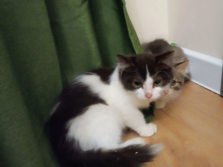 Гуччи ищет дом