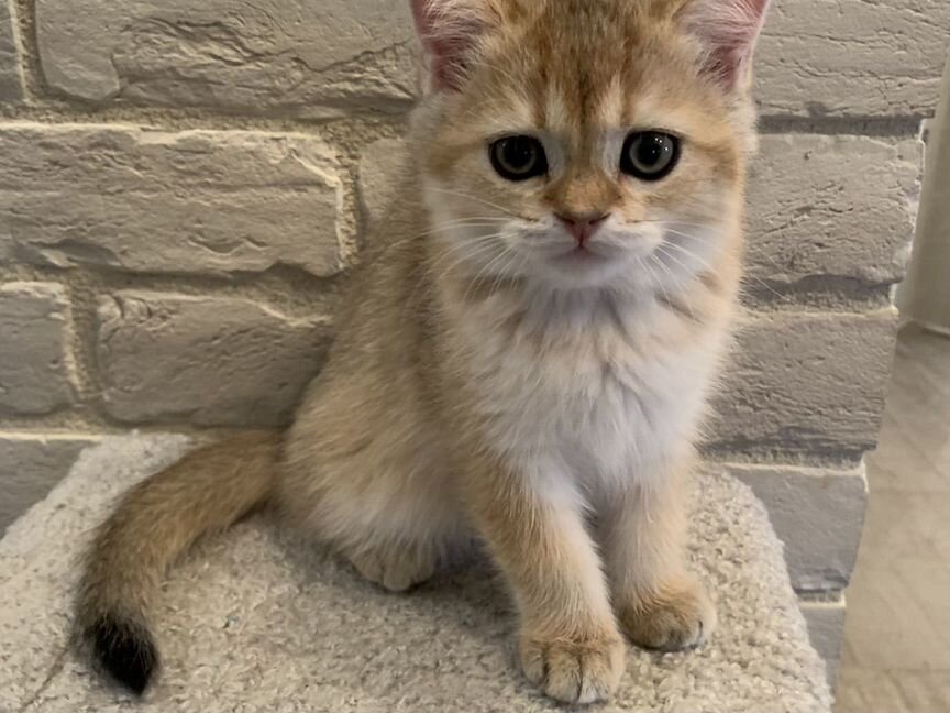 Шотландский котенок