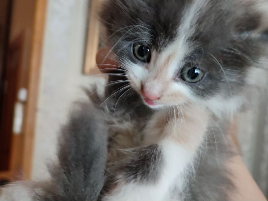 Кошка