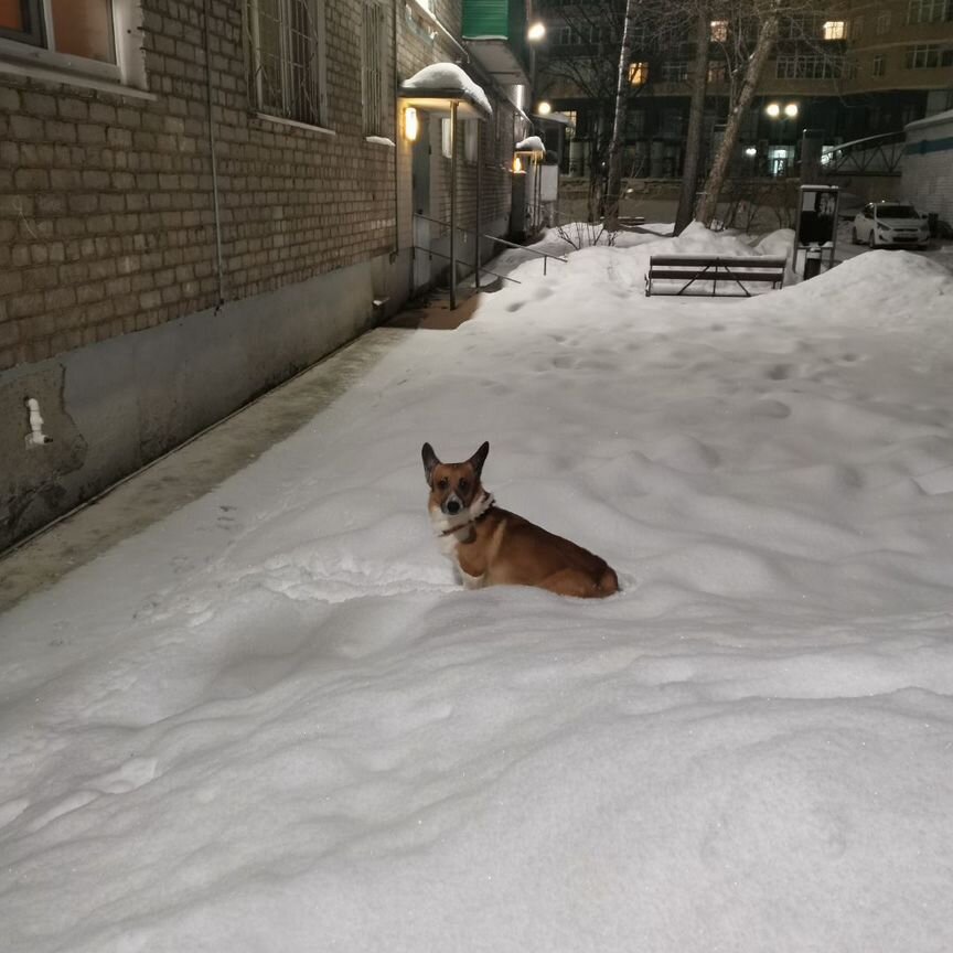 Случка собак корги