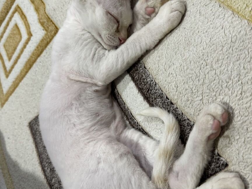 Котёнок девон-рекс мальчик