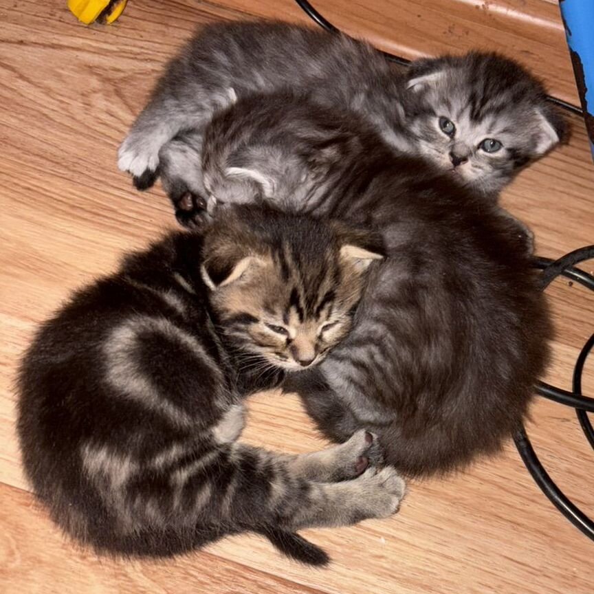 Шотландские котята