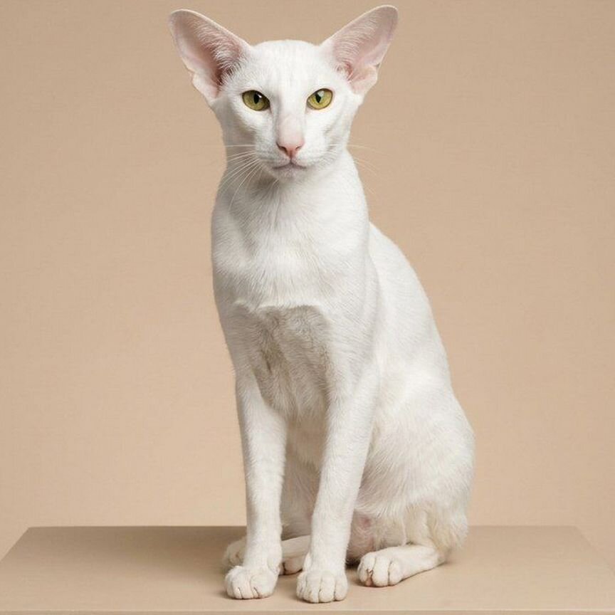 Ориентальная, взрослая кошка