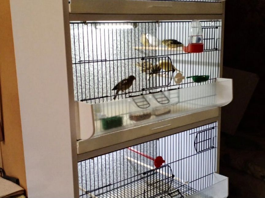 Боксы для птиц