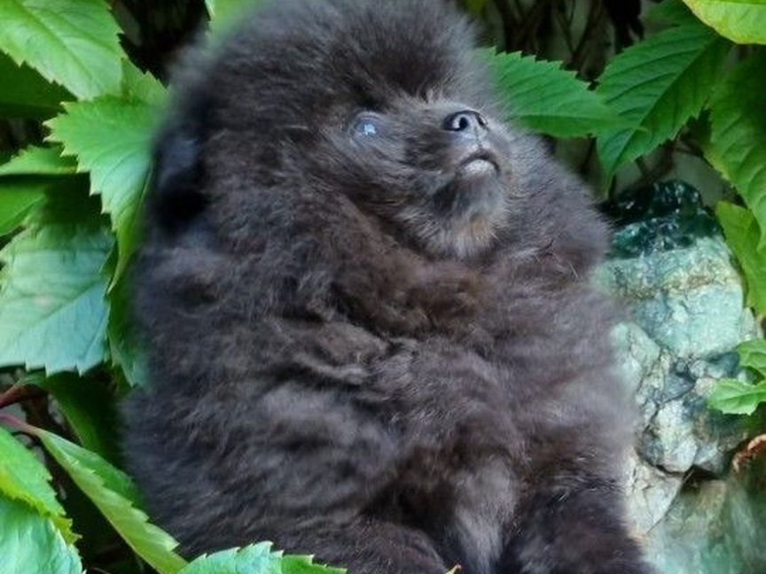 Чёрный бриллиант