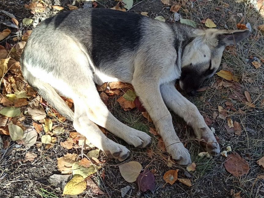 Собака в добрые руки щенок