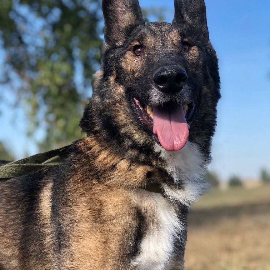 Особенный пес из приюта