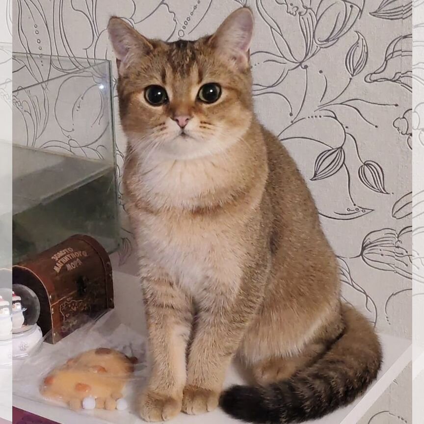 Шотландские золотые шиншиллы котята