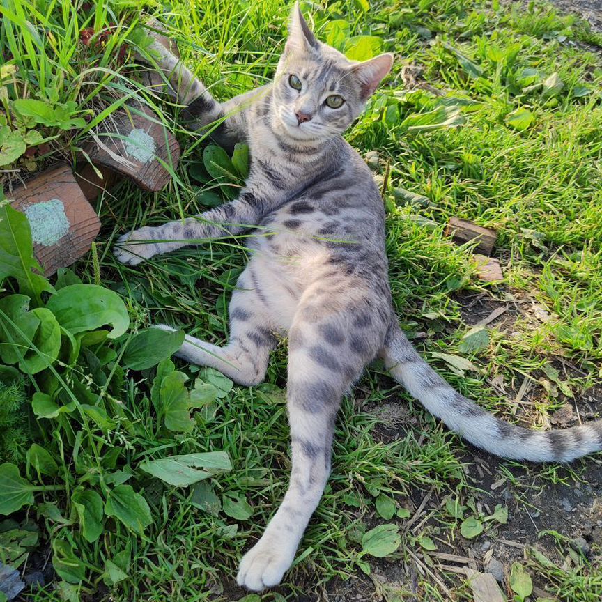 Бенгальская, взрослая кошка