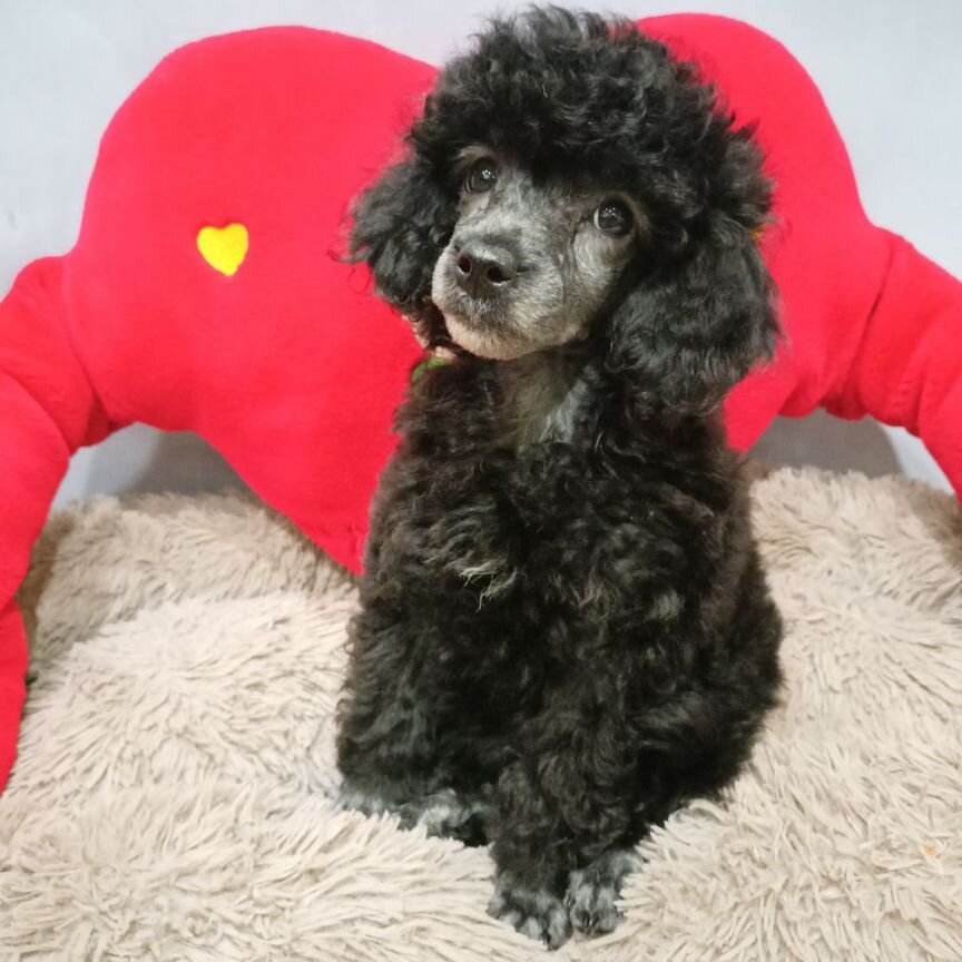 Той-пудель, щенок