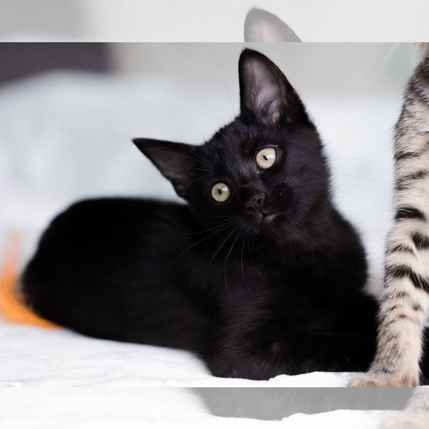 Европейский короткошёрстный котёнок