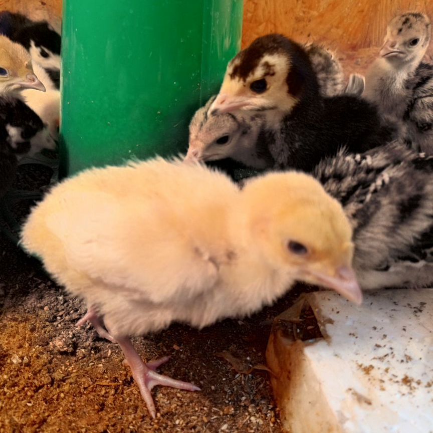Индюшата и цыплята) домашнего разведения