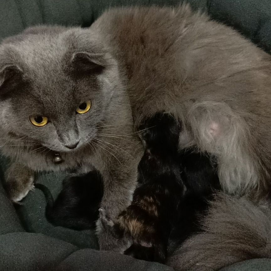 Шотландский вислоухий длинношёрстный котёнок