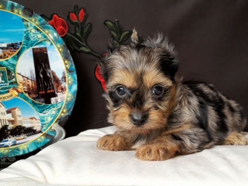 Мальчик Цветной Йорк