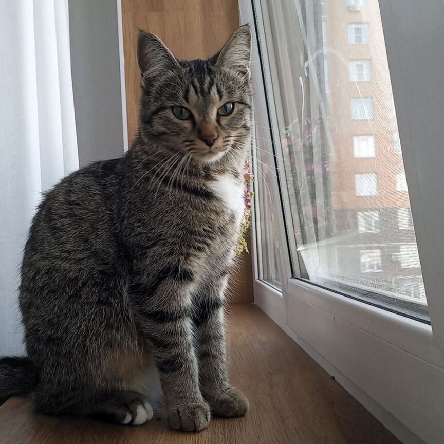 Отдам в добрые руки
