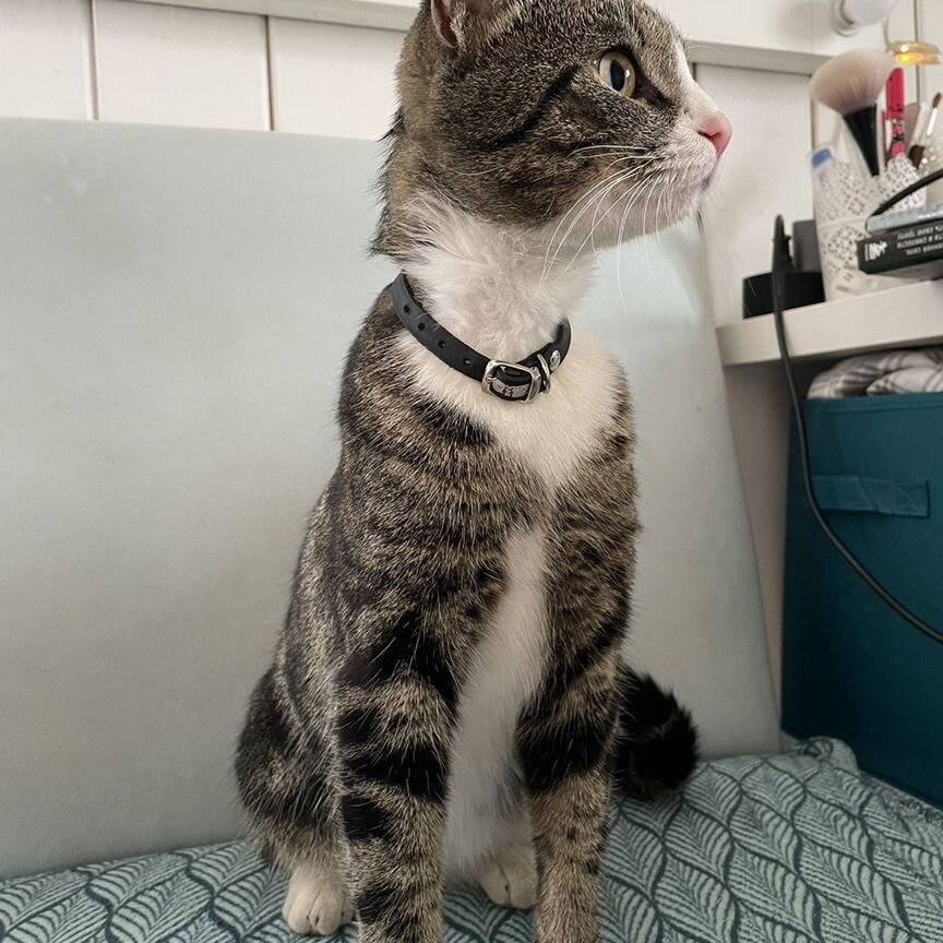 Молодой котик ищет дом